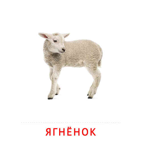 Карточки Домана на тему «Животные и их детеныши»