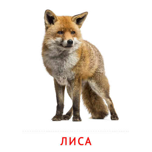 Карточки Домана на тему «Животные и их детеныши»