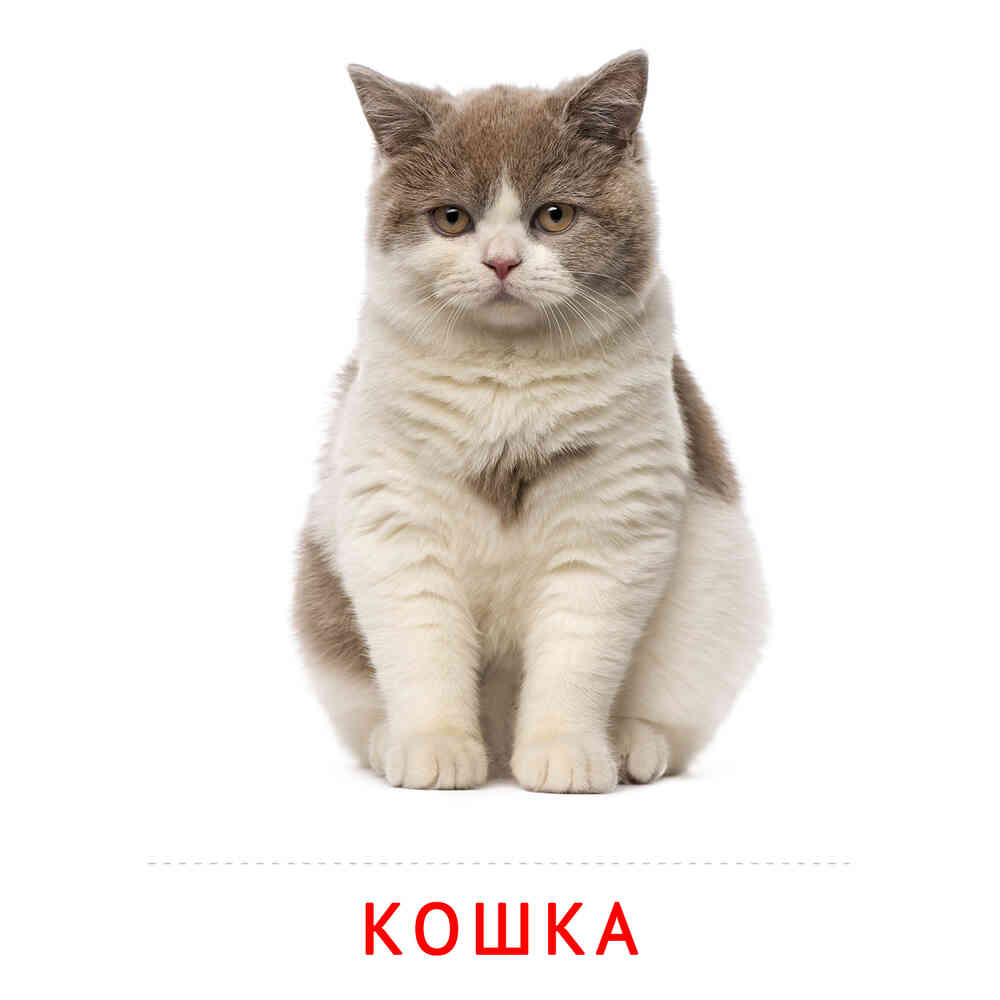 Кошка: карточка Домана | скачать или распечатать