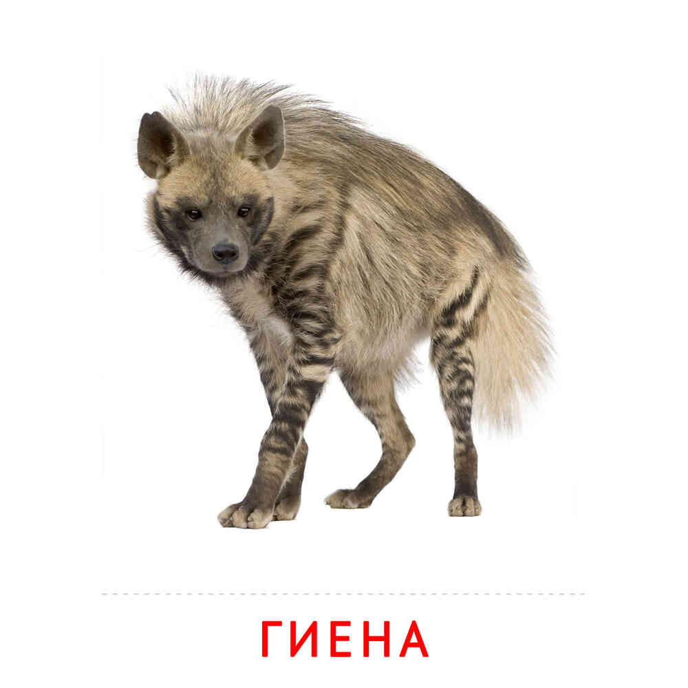 Гиена: карточка Домана | скачать или распечатать