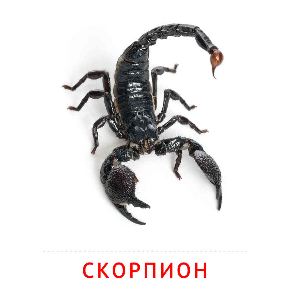 Скорпион: карточка Домана | скачать или распечатать