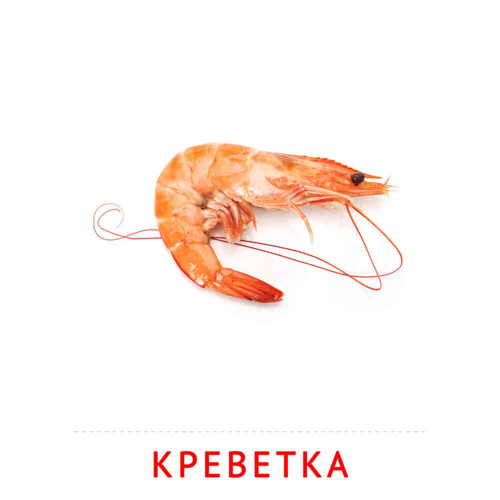Креветка: карточка Домана | скачать или распечатать