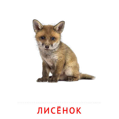 Карточки Домана на тему «Животные и их детеныши»