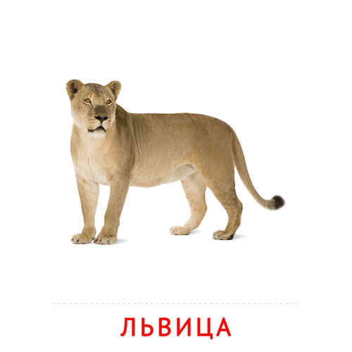 Карточки Домана на тему «Животные и их детеныши»