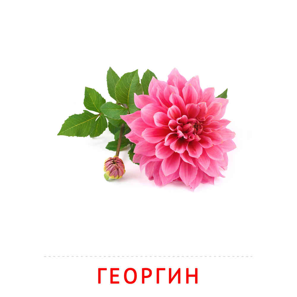 Цветы: Георгин