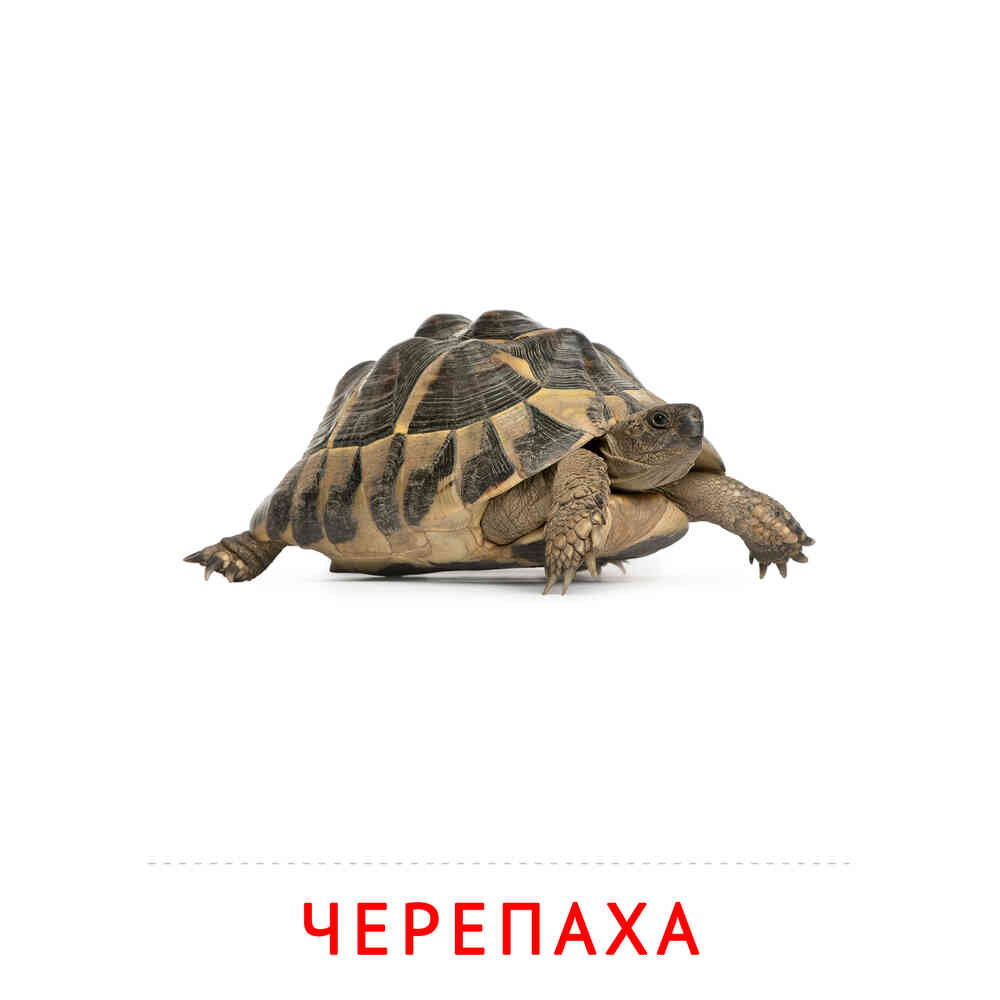 Черепаха: карточка Домана | скачать или распечатать