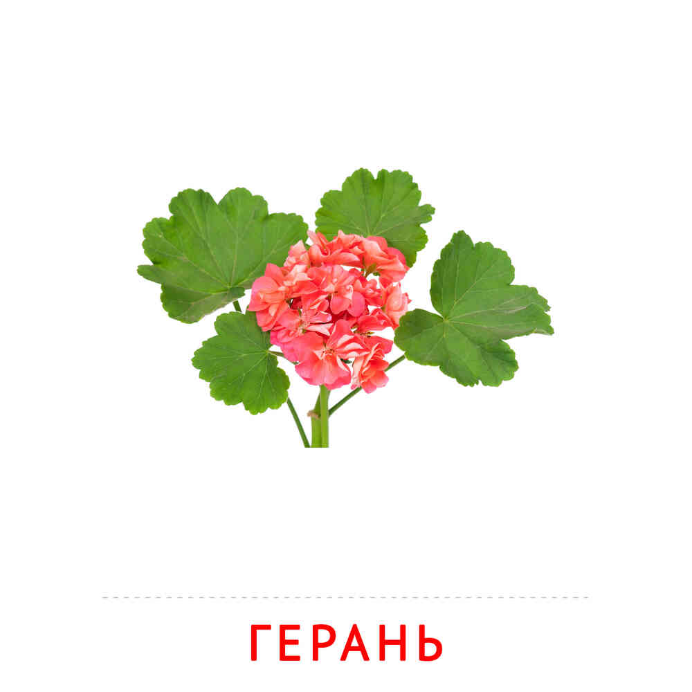 Цветы: Герань