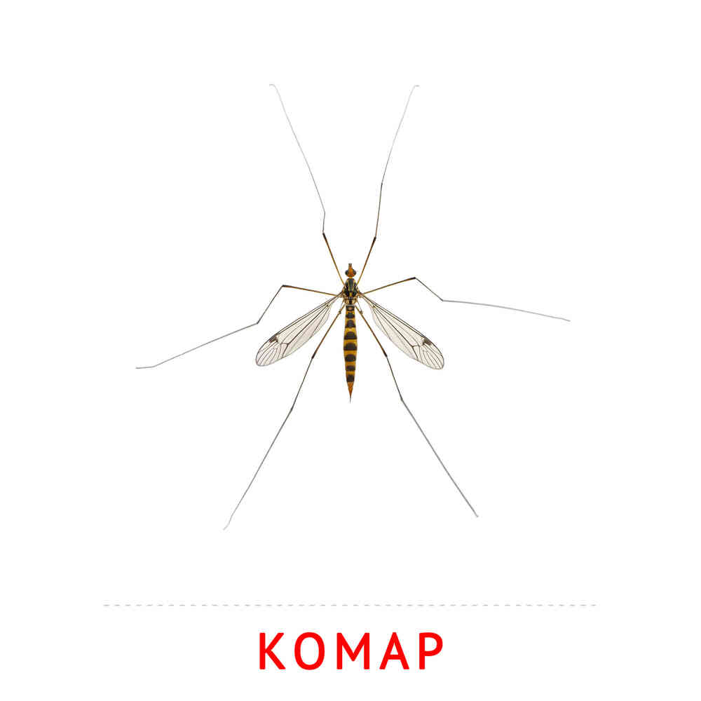 Комар: карточка Домана | скачать или распечатать