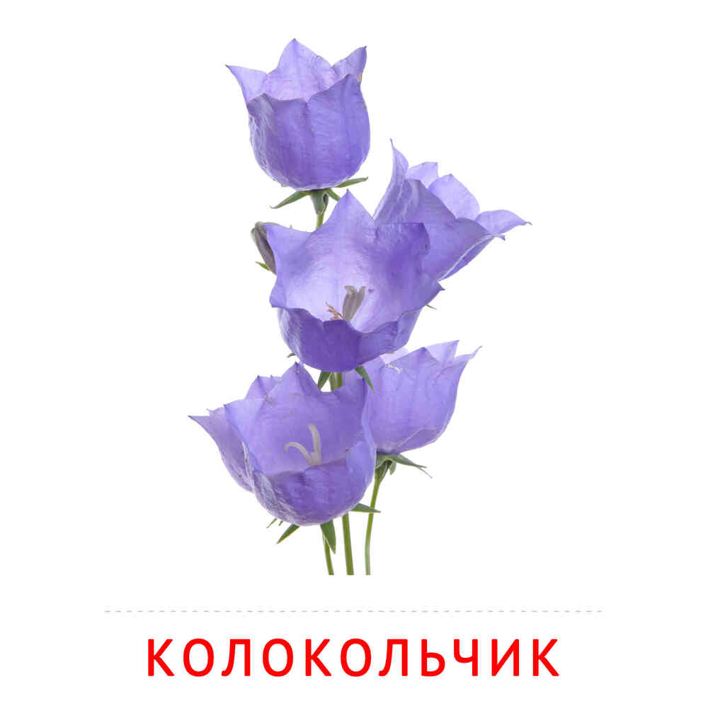 Цветы: Колокольчик