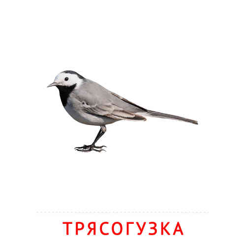 Карточки Домана на тему «Птицы»