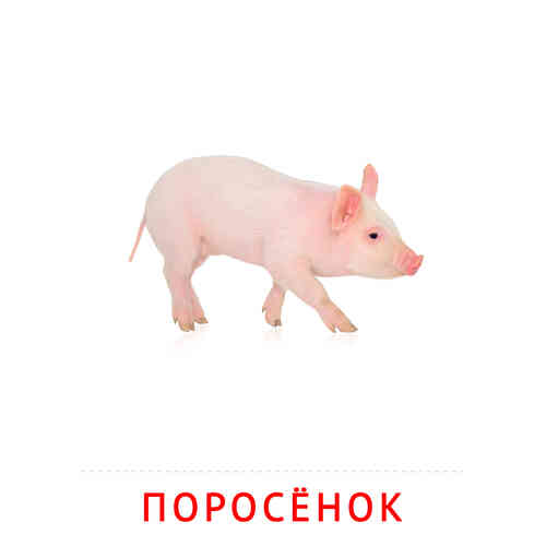 Карточки Домана на тему «Животные и их детеныши»