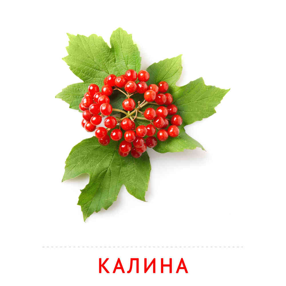 Фрукты и ягоды: Калина