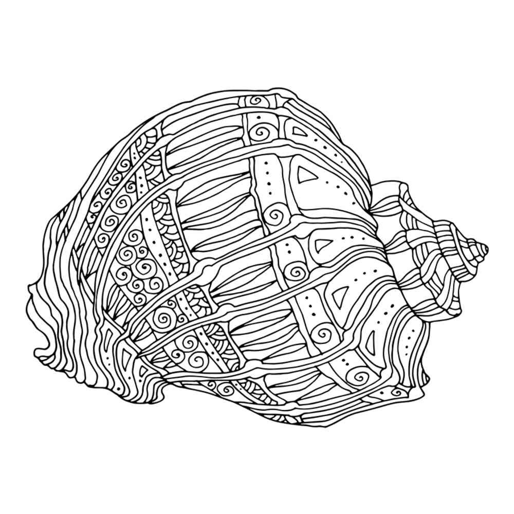 Раскраска Ракушка морская распечатать или скачать